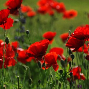 40 Red Poppy SEEDS - Etsy