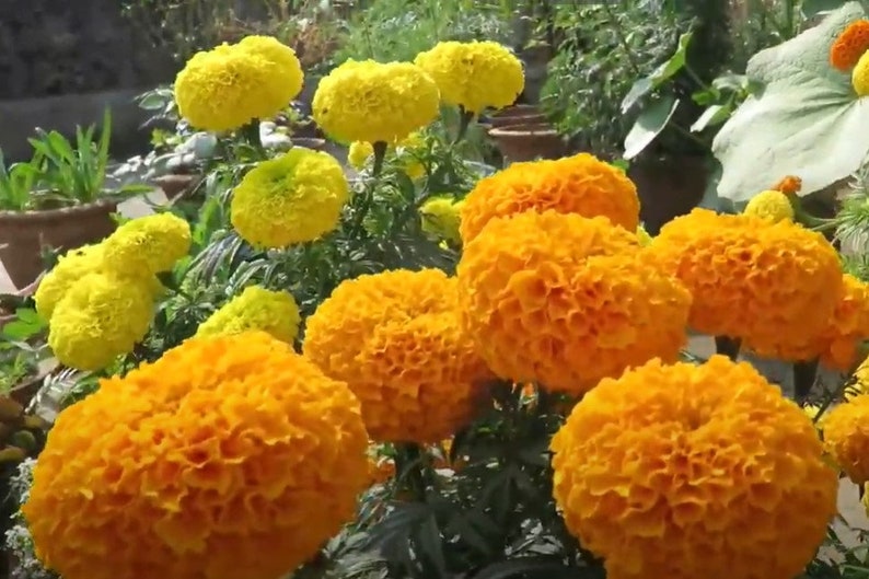 40 Giant African Marigold - Etsy