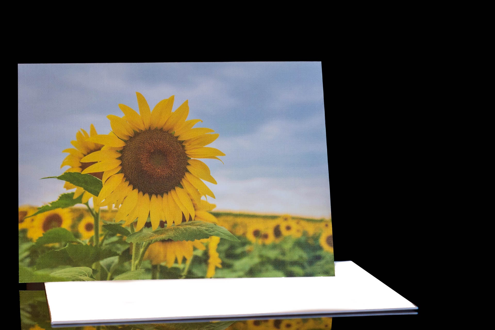 Sunflower Blank Note Cards, Blank Inside, All Occasion, Note Card ...