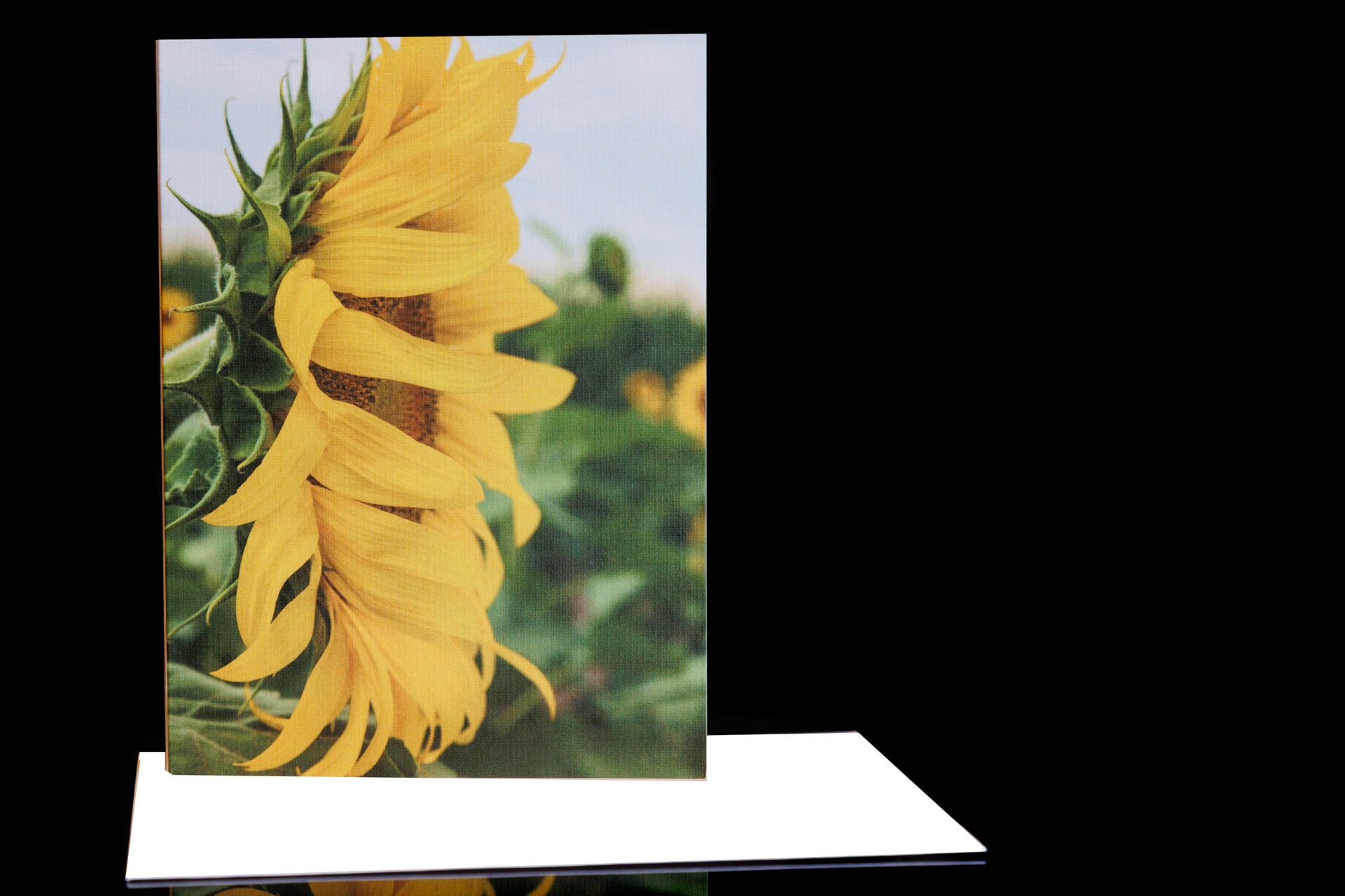 Sunflower Blank Note Cards, Blank Inside, All Occasion, Note Card ...