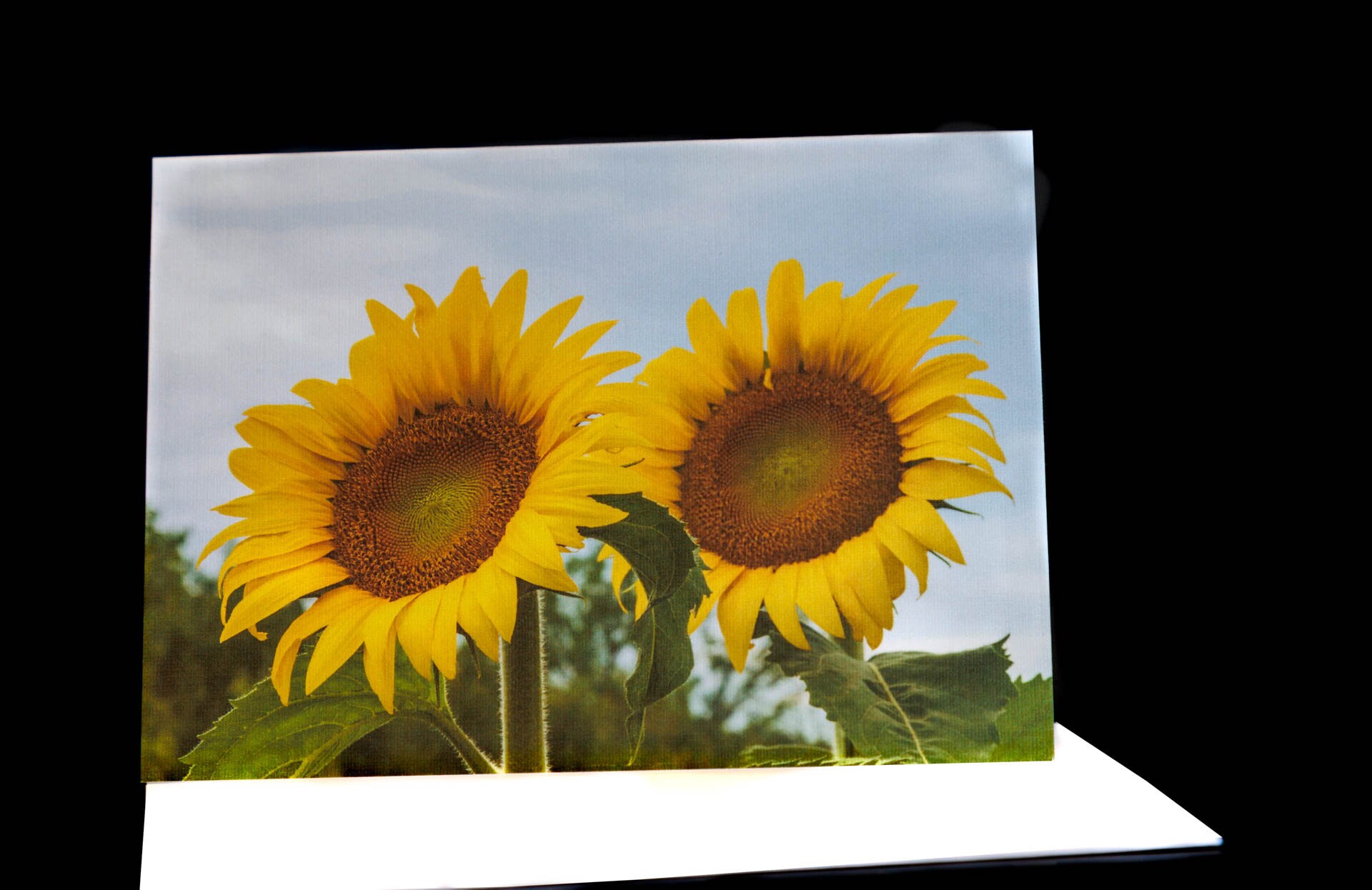Sunflower Blank Note Cards, Blank Inside, All Occasion, Note Card ...