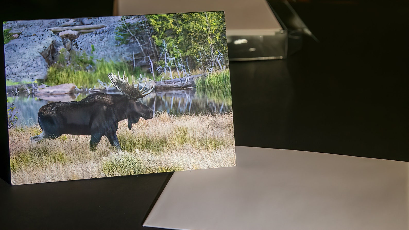 Wildlife Collection, Note Cards, Blank Inside Greeting Cards, All ...
