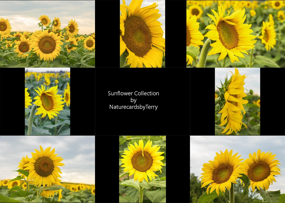 Sunflower Blank Note Cards, Blank Inside, All Occasion, Note Card ...