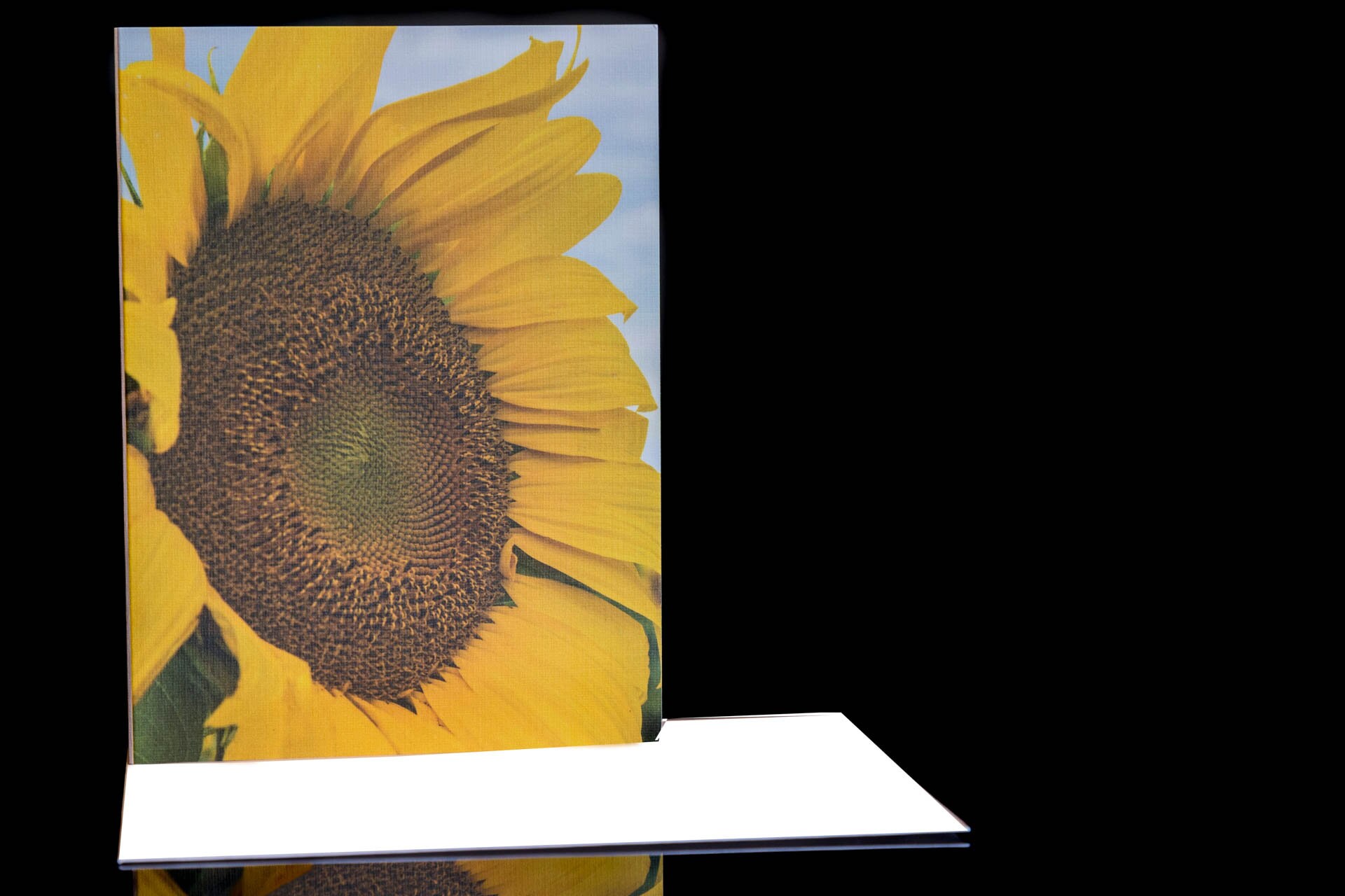 Sunflower Blank Note Cards, Blank Inside, All Occasion, Note Card ...