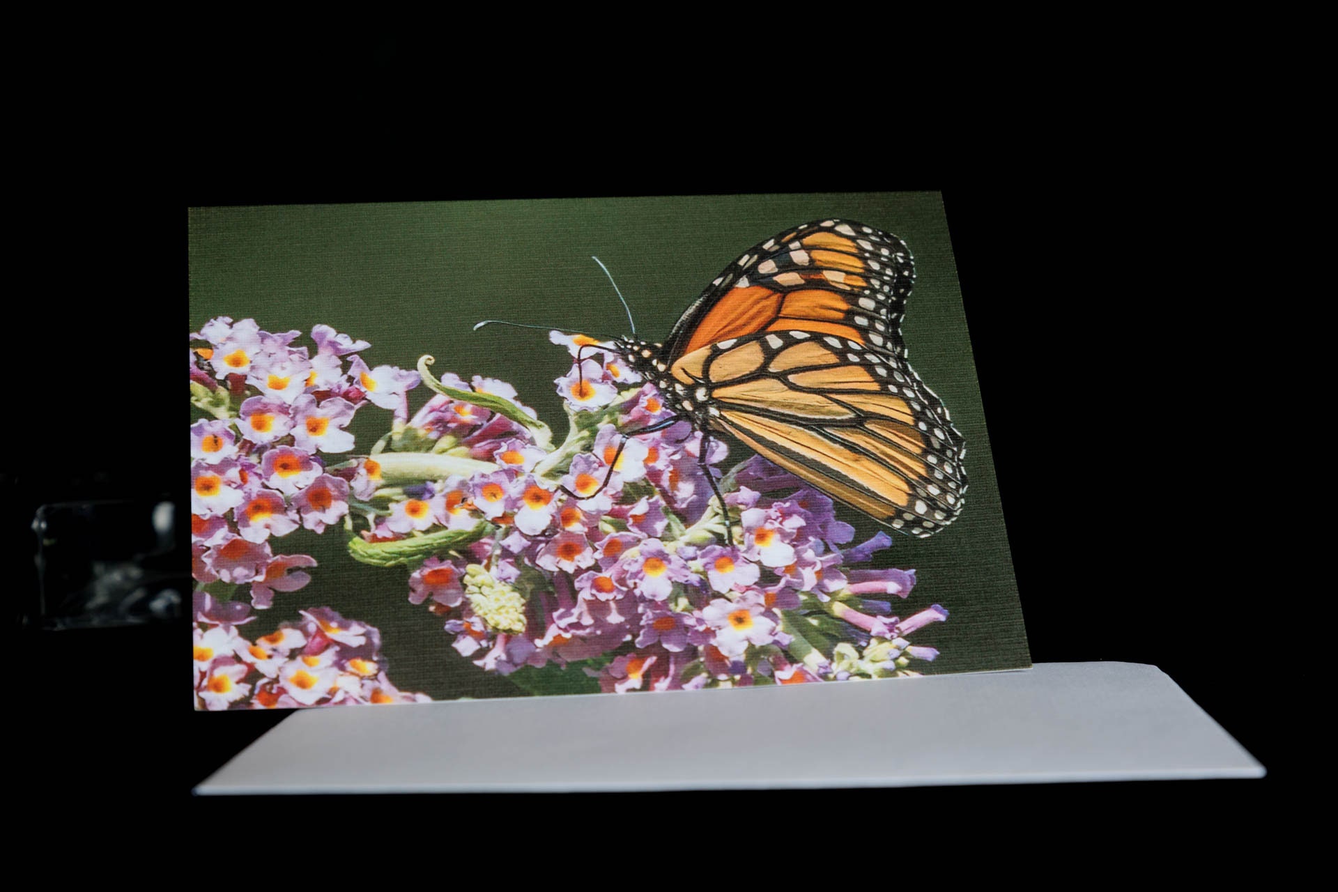 Butterfly Collection, Photo Greeting Card, Blank Inside, All Occasion ...