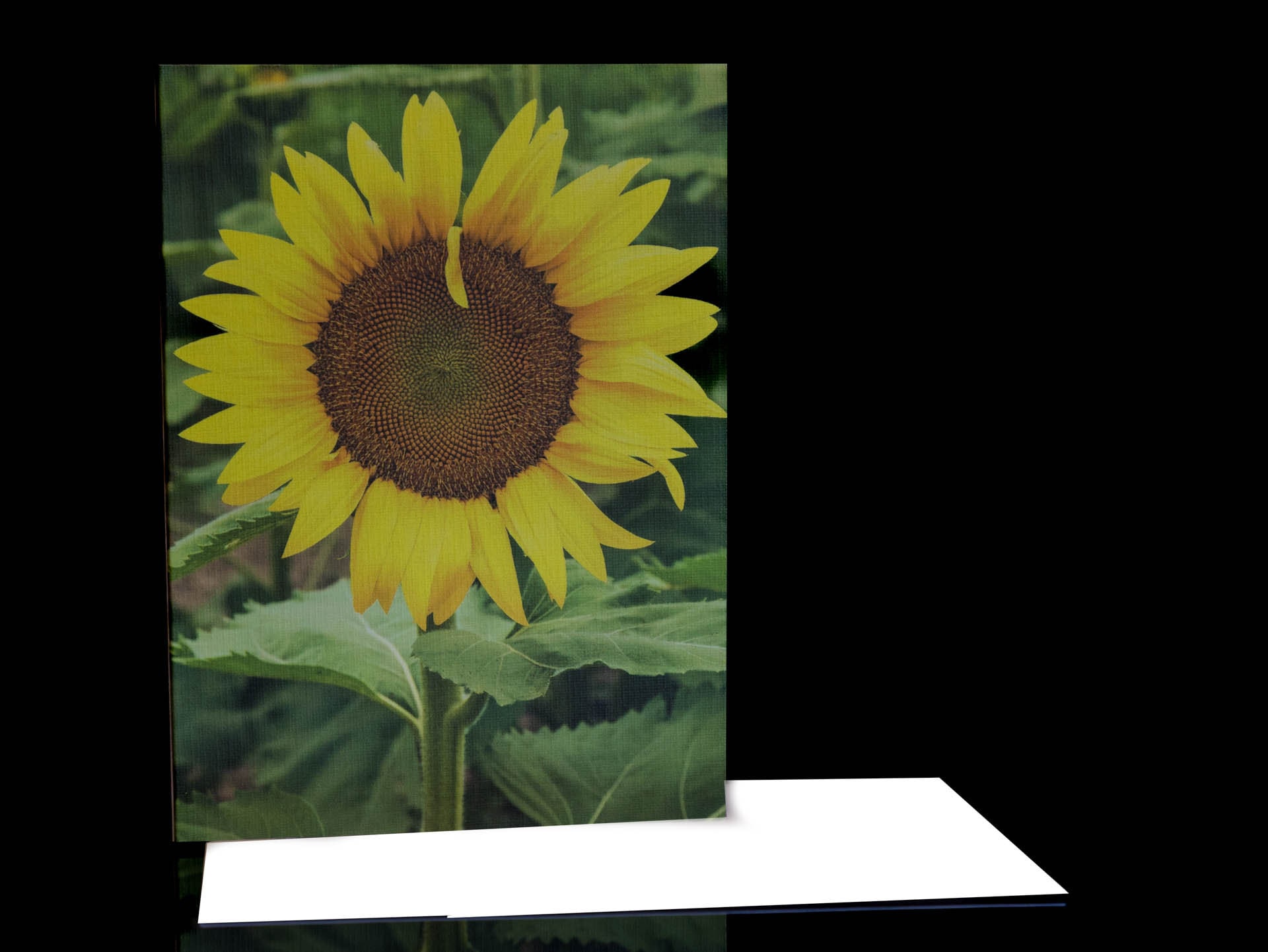 Sunflower Blank Note Cards, Blank Inside, All Occasion, Note Card ...
