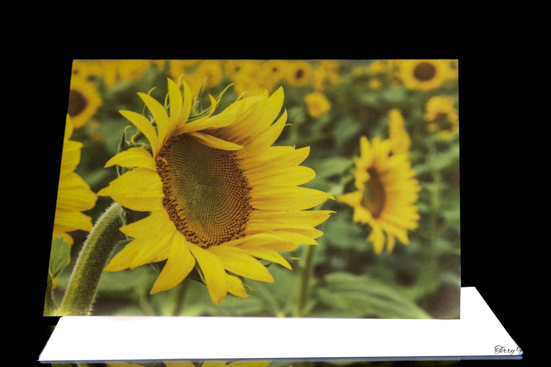 Sunflower Blank Note Cards, Blank Inside, All Occasion, Note Card ...