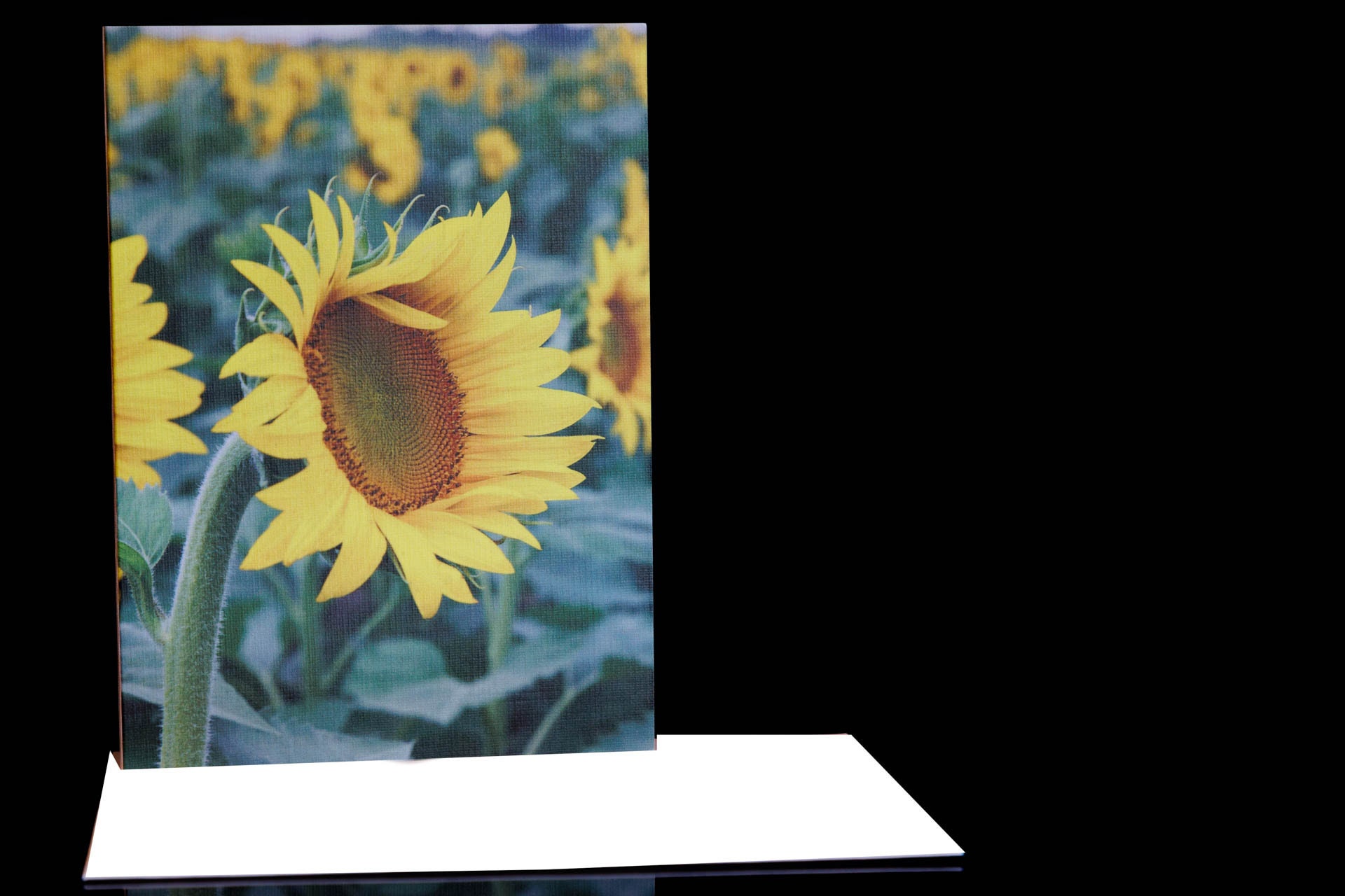 Sunflower Blank Note Cards, Blank Inside, All Occasion, Note Card ...