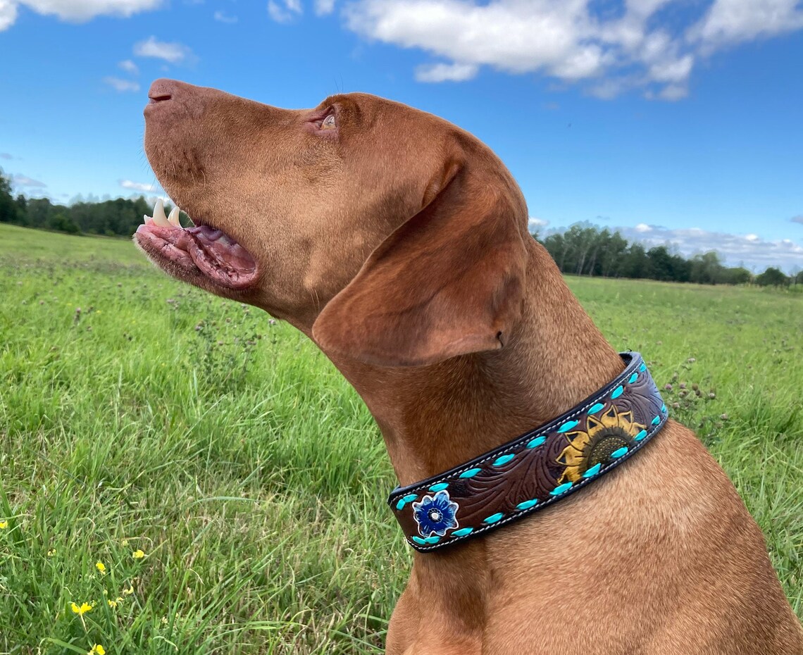 Western Cowboy Leather Dog Collar Tooled Leather Teal - Etsy