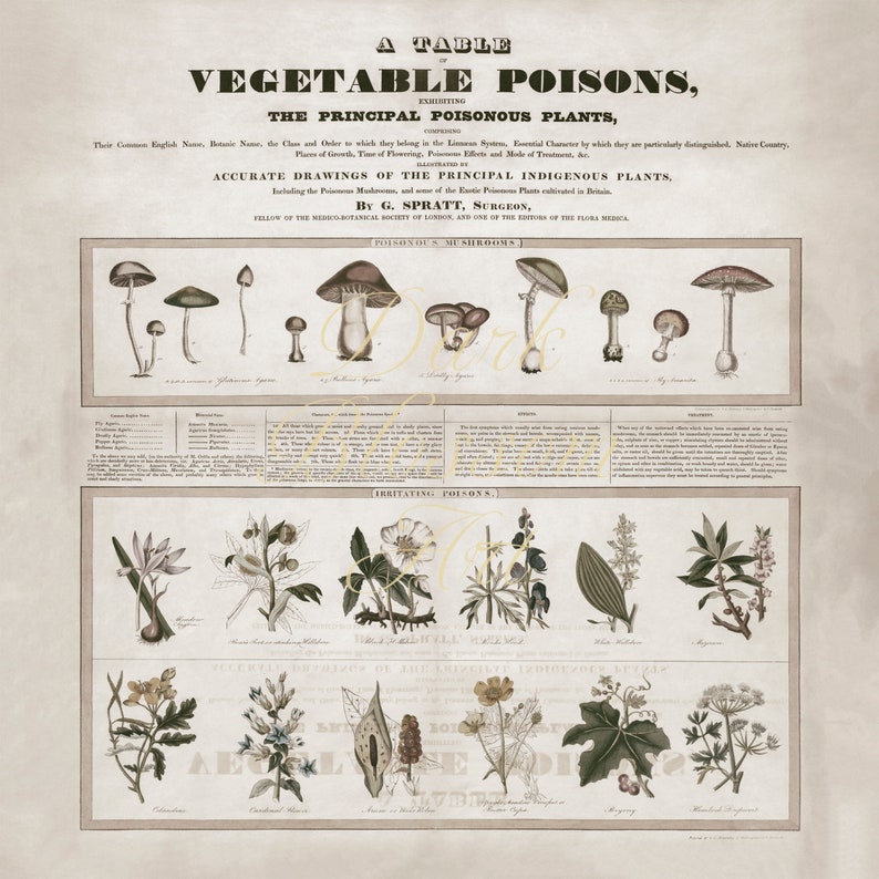 Poisonous Plants Poster, Vintage Botanical Print, Dark Academia ...