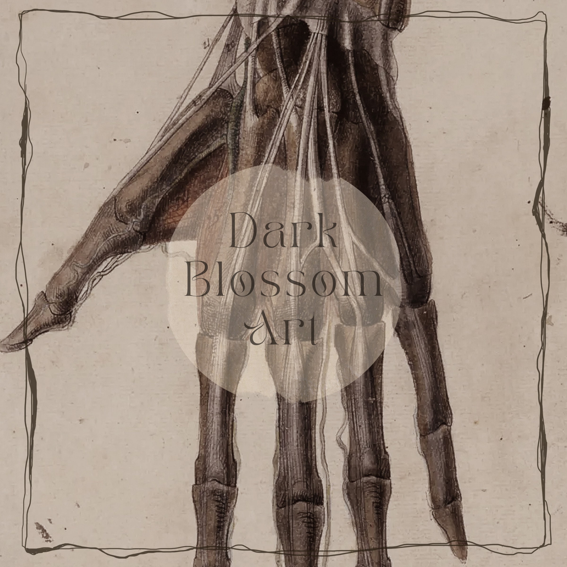 Hand Anatomy, Vintage Anatomy Art, Gothic Art, Dark Academia, Moody Art ...