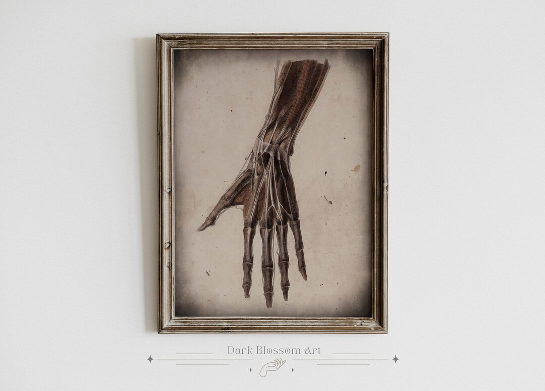 Hand Anatomy, Vintage Anatomy Art, Gothic Art, Dark Academia, Moody Art ...