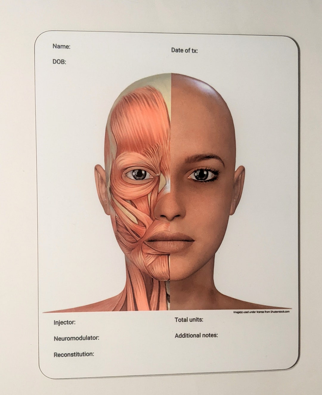 Facial Anatomy Dry Erase Board for Note Taking/charting, Facial Muscles ...