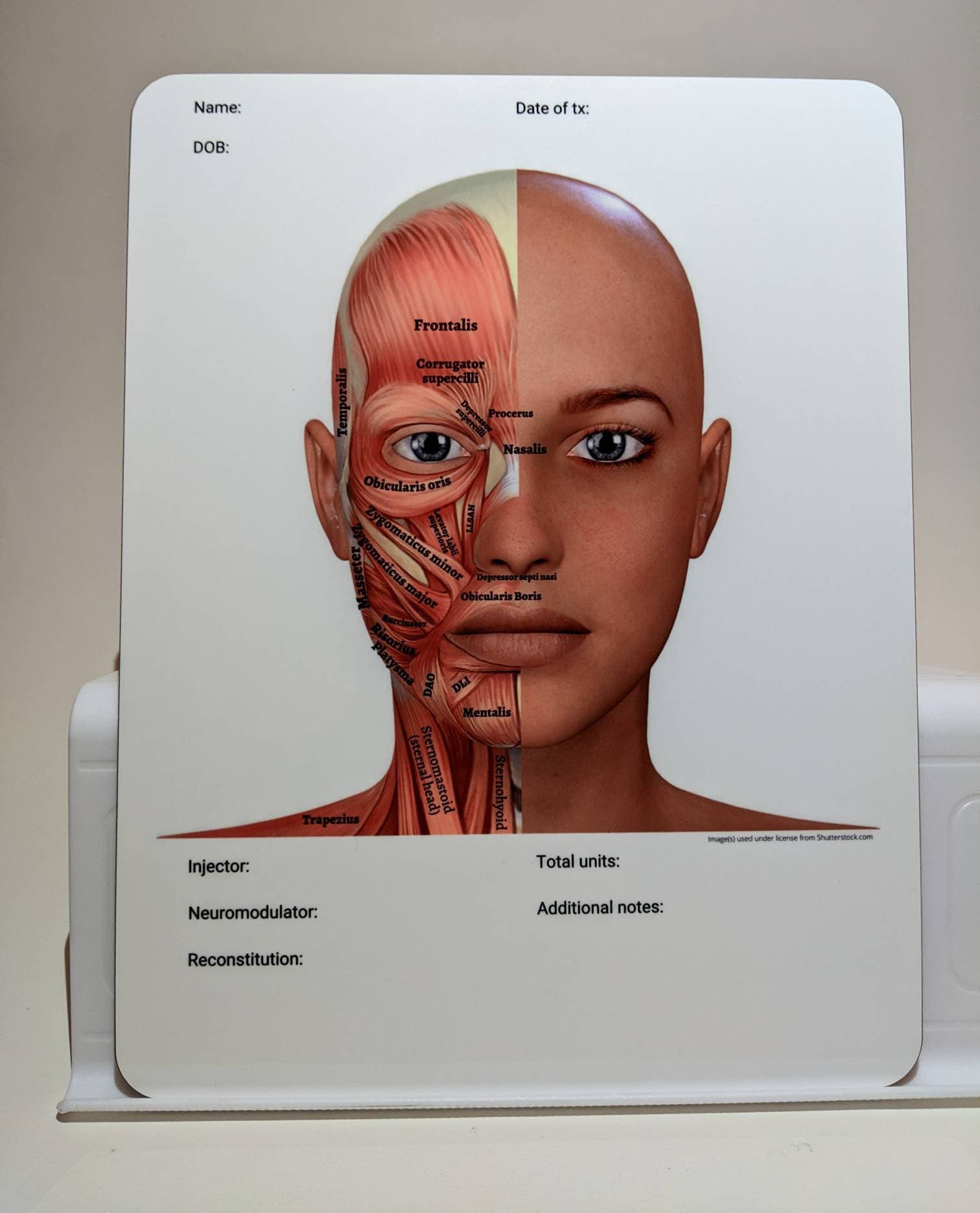 Facial Anatomy Dry Erase Board for Note Taking/charting - Etsy Canada