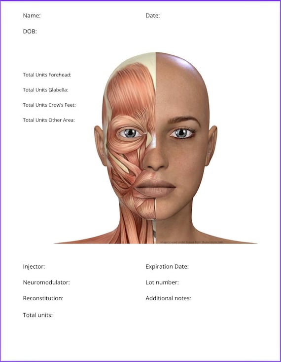 Human Face Anatomy Diagram Labeled