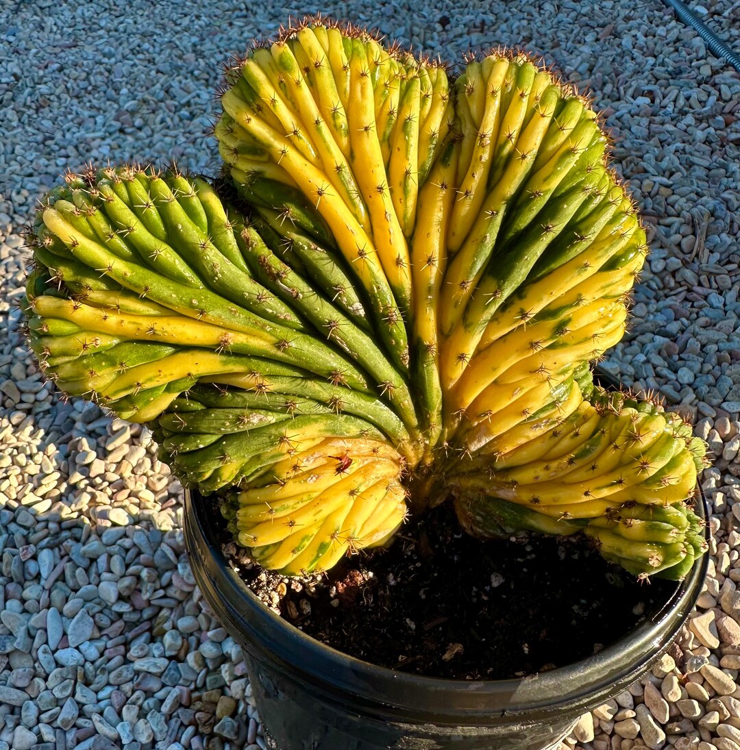 Rare Imported Succulents: Imported Succulent Gymnocalycium Cristata ...