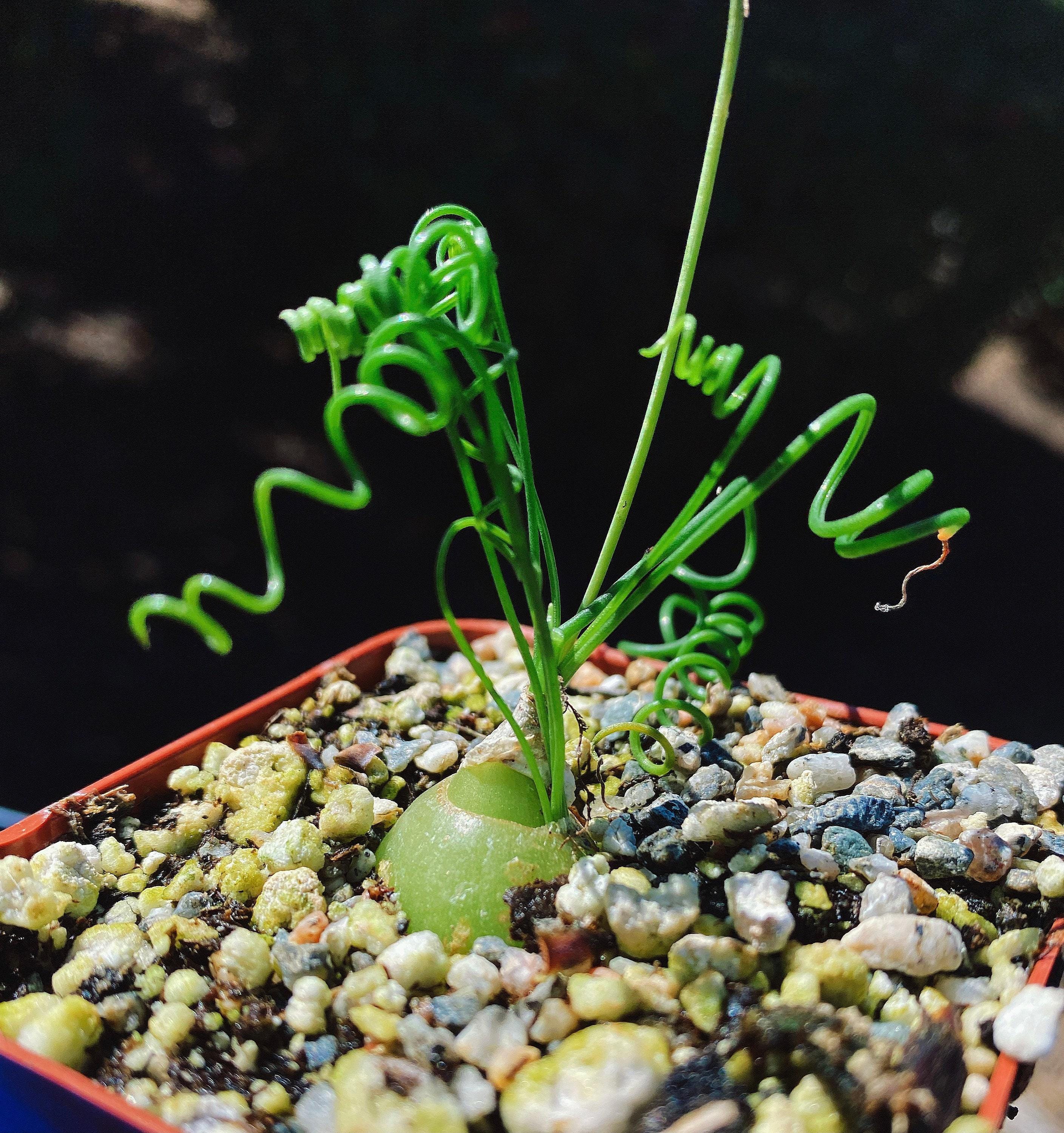 Rare Imported Succulent Albuca Namaquensis Baker BULB ONLY (spiral ...