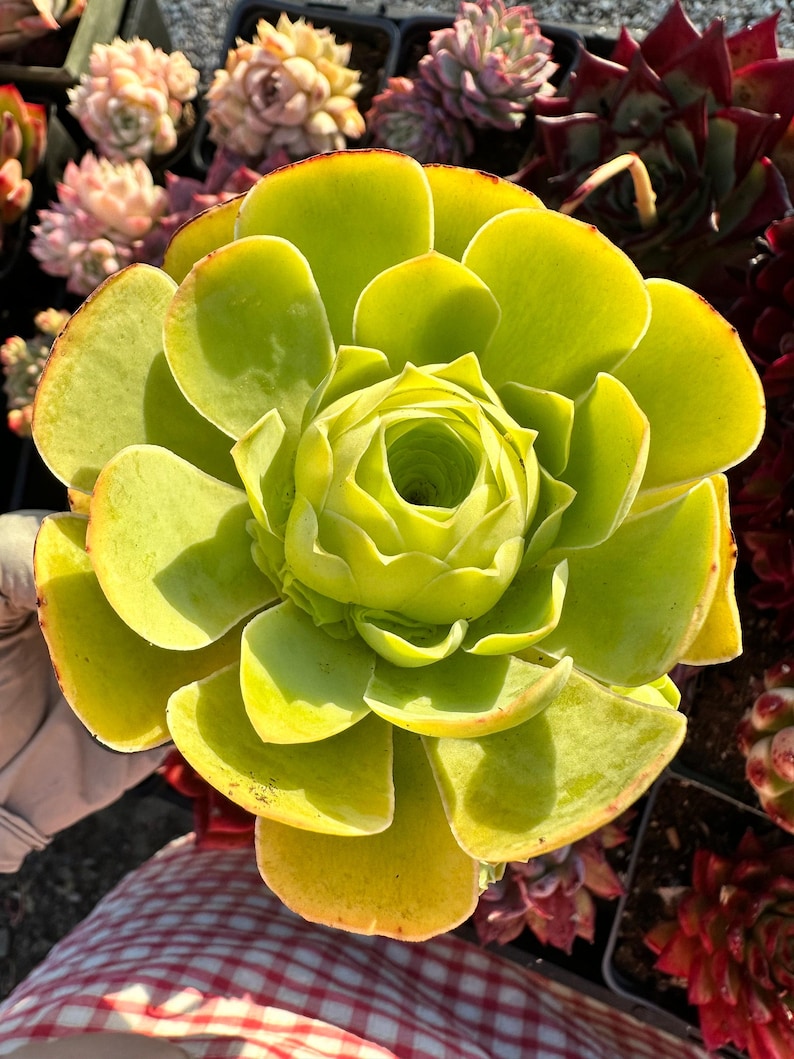 Rare Succulent: Imported Mountain Rose Live Pink Yellow Colorful Rose ...