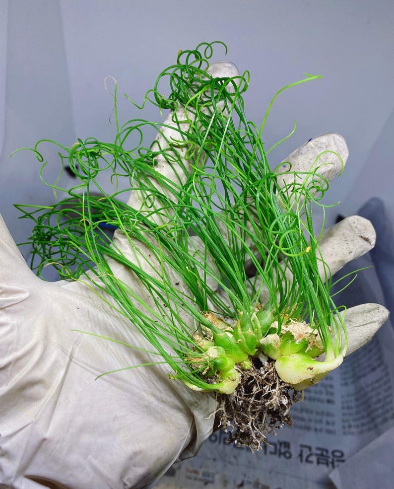 Rare Imported Succulent Albuca Namaquensis Baker BULB ONLY (spiral ...