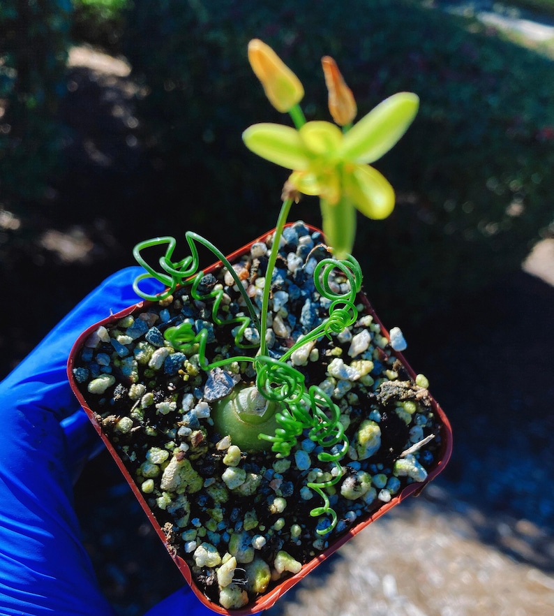 Rare Imported Succulent Albuca Namaquensis Baker BULB ONLY (spiral ...
