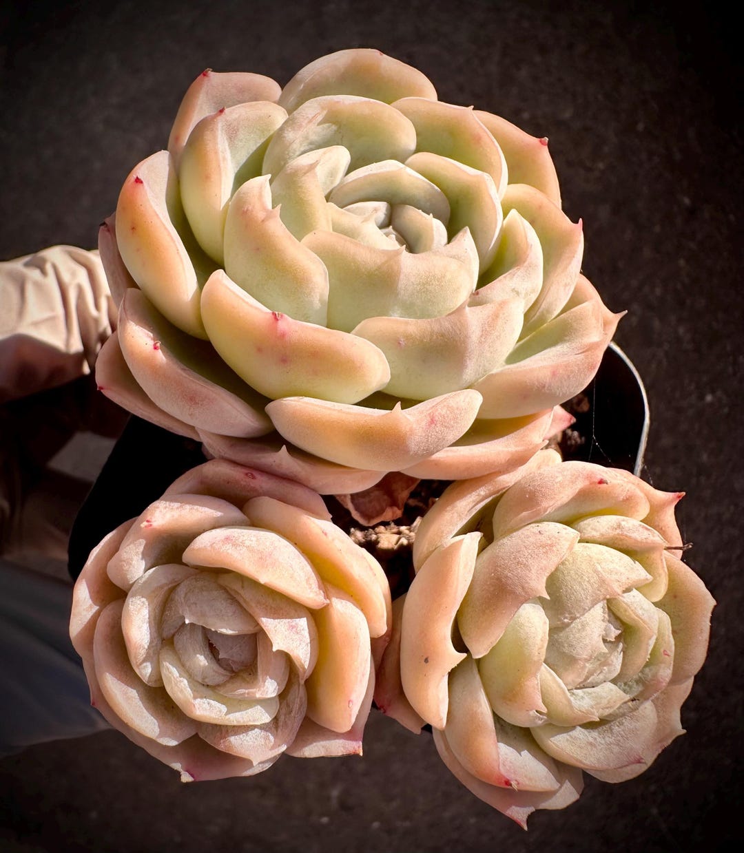 Rare Imported Succulent Hybrid Echeveria White Macchiato 3 Heads ...
