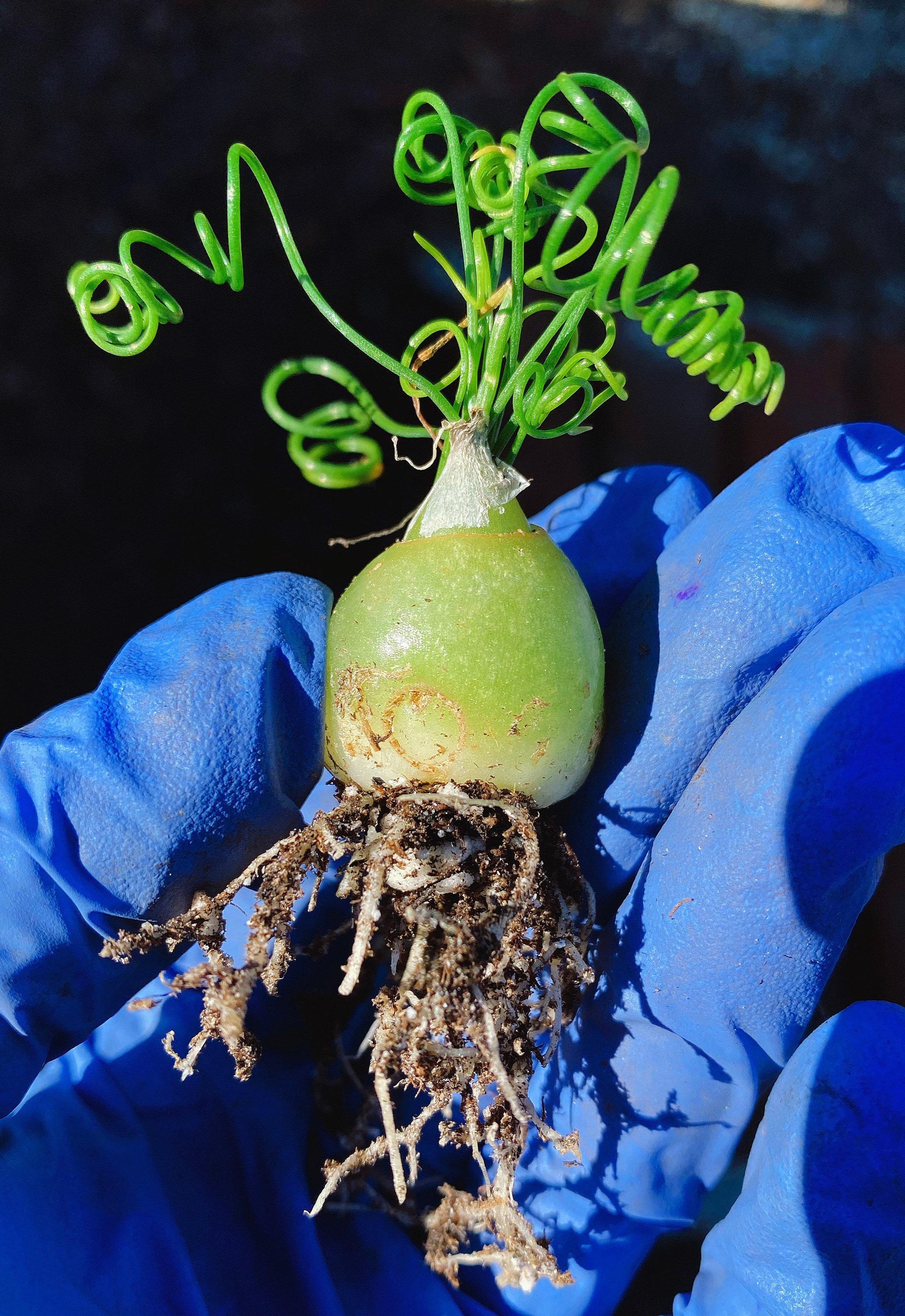 Rare Imported Succulent Albuca Namaquensis Baker BULB ONLY (spiral ...