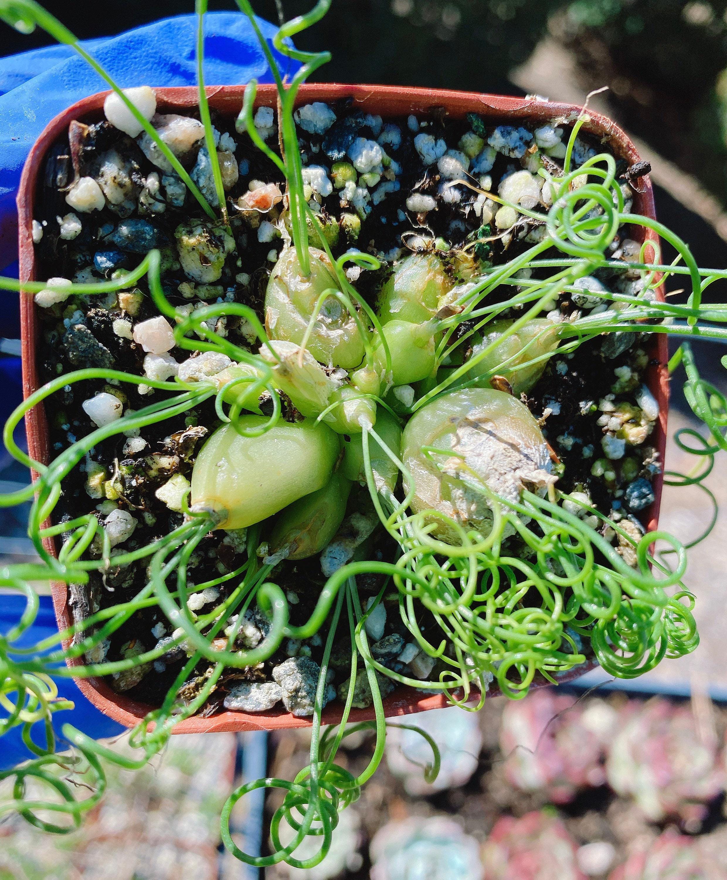 Rare Imported Succulent Albuca Namaquensis Baker BULB ONLY (spiral ...