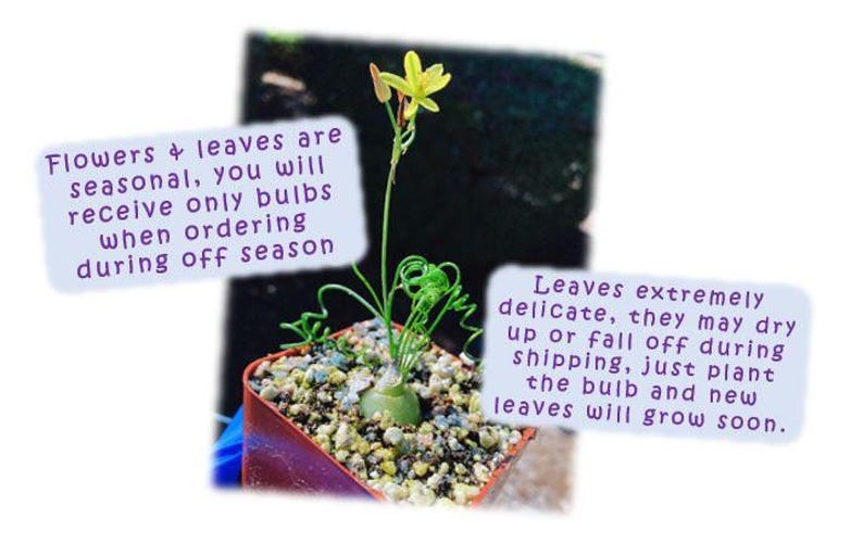 Rare Imported Succulent Albuca Namaquensis Baker BULB ONLY (spiral ...