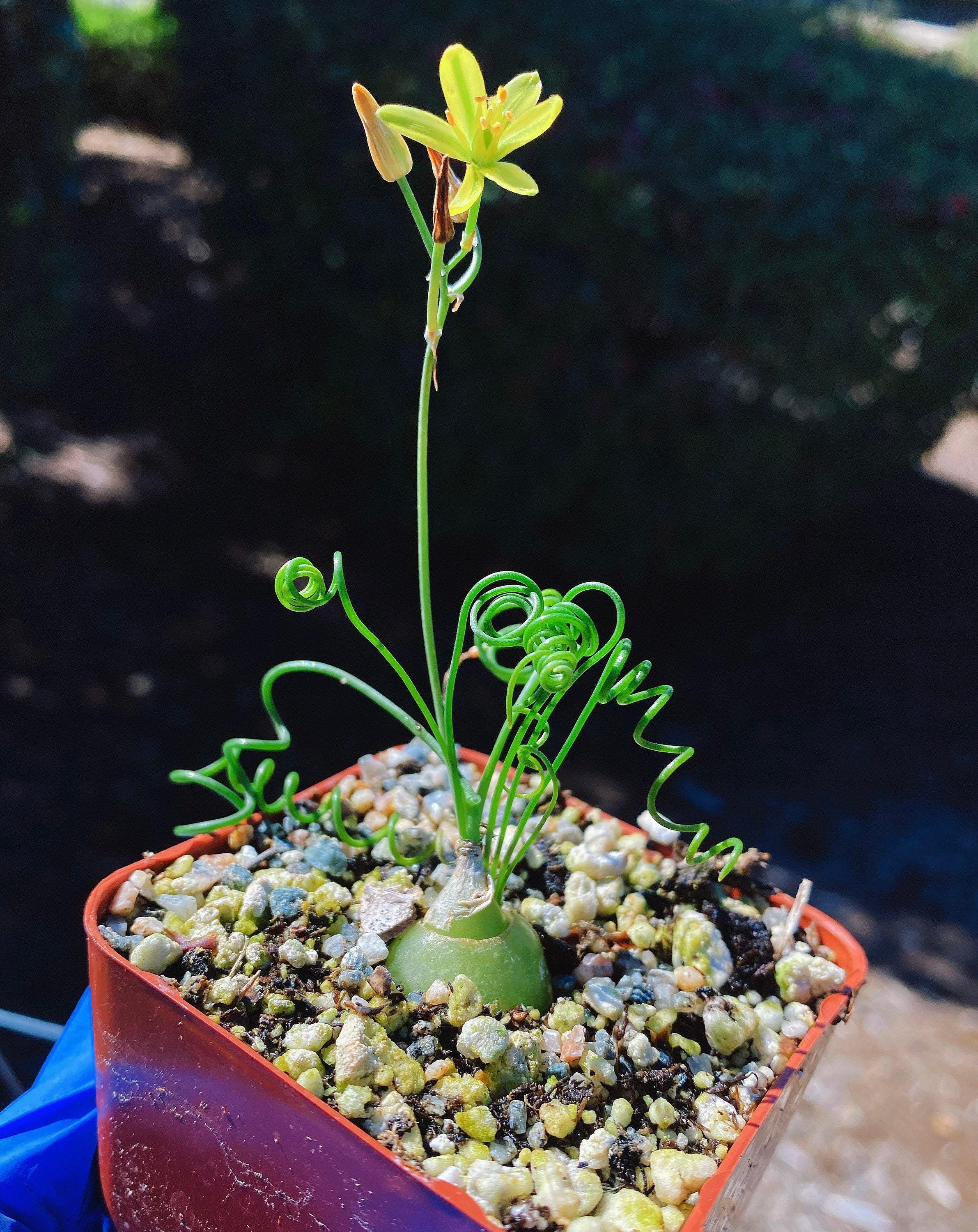 Rare Imported Succulent Albuca Namaquensis Baker BULB ONLY (spiral ...