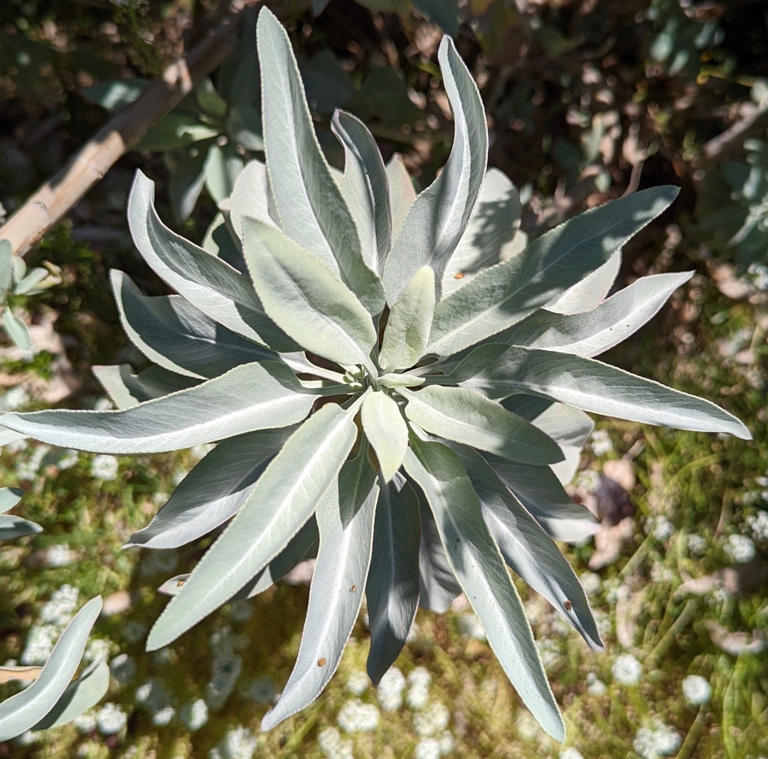 White Sage Seeds (50!) (salvia Apiana) From CA. Super Drought Tolerant ...