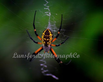 Argiope Aurantia Common Garden Orb Weaver Spider Arachnid Yellow Black ...