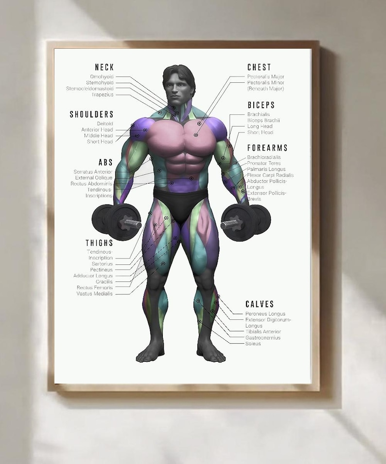 Bodybuilding Chart Poster Gym Workout Guide Muscle Anatomy Print Poster ...