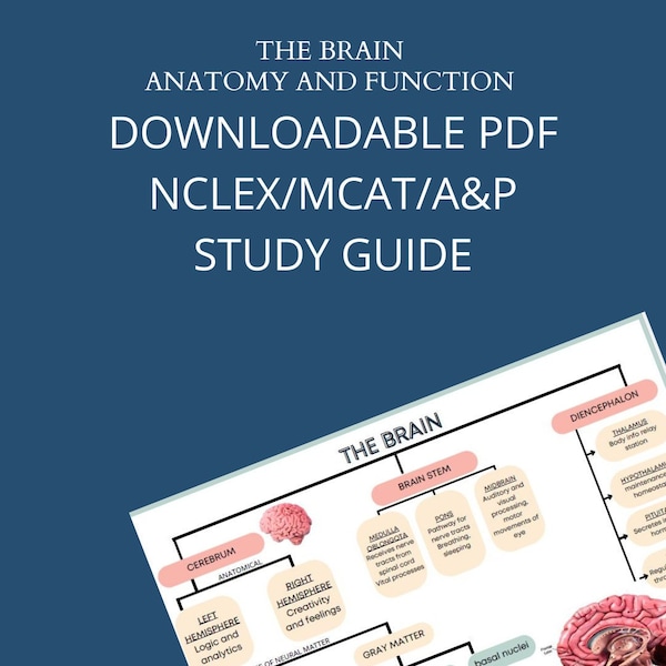 The Brain Anatomy and Function Concept Map Context Map Study - Etsy