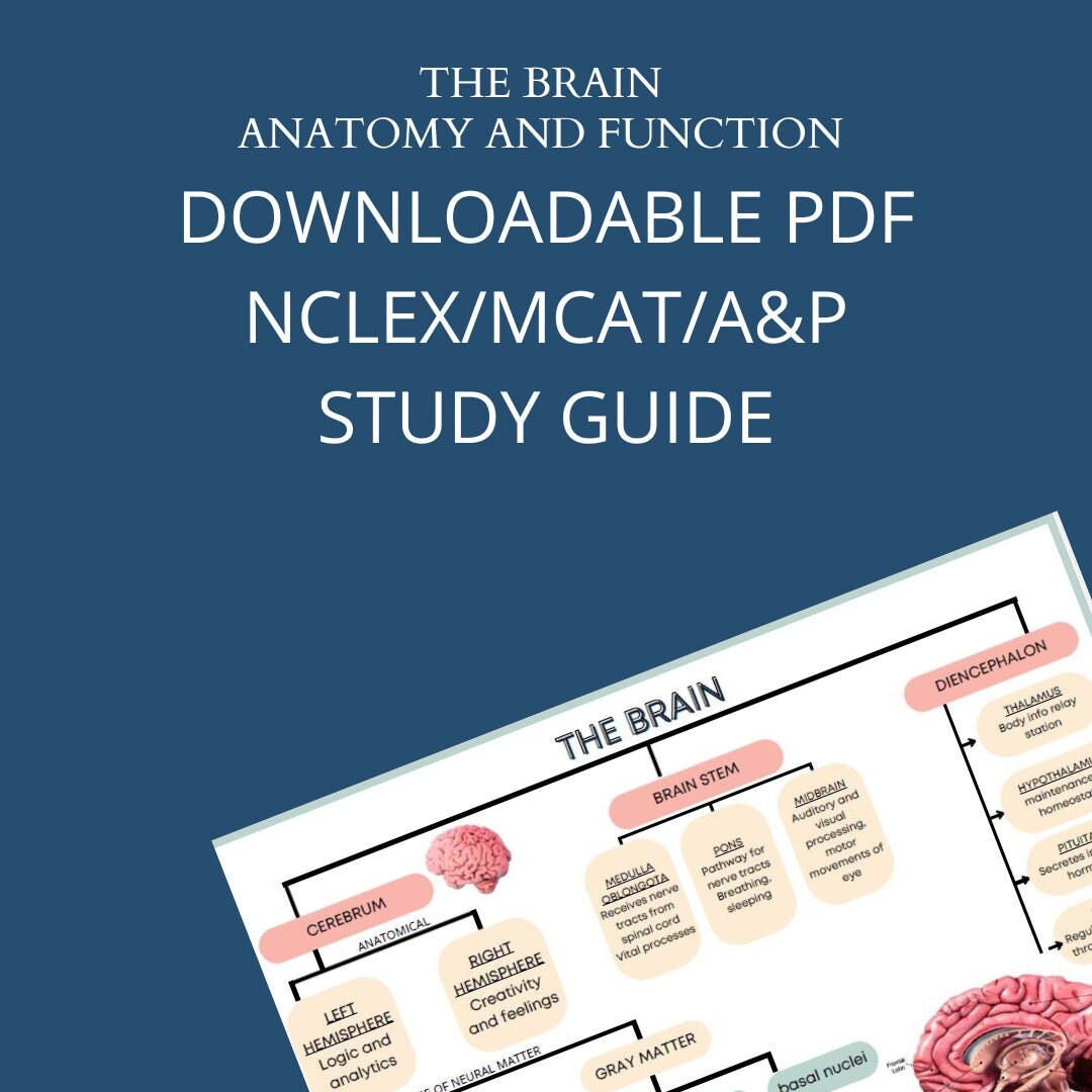 The Brain Anatomy and Function Concept Map Context Map Study Guide - Etsy