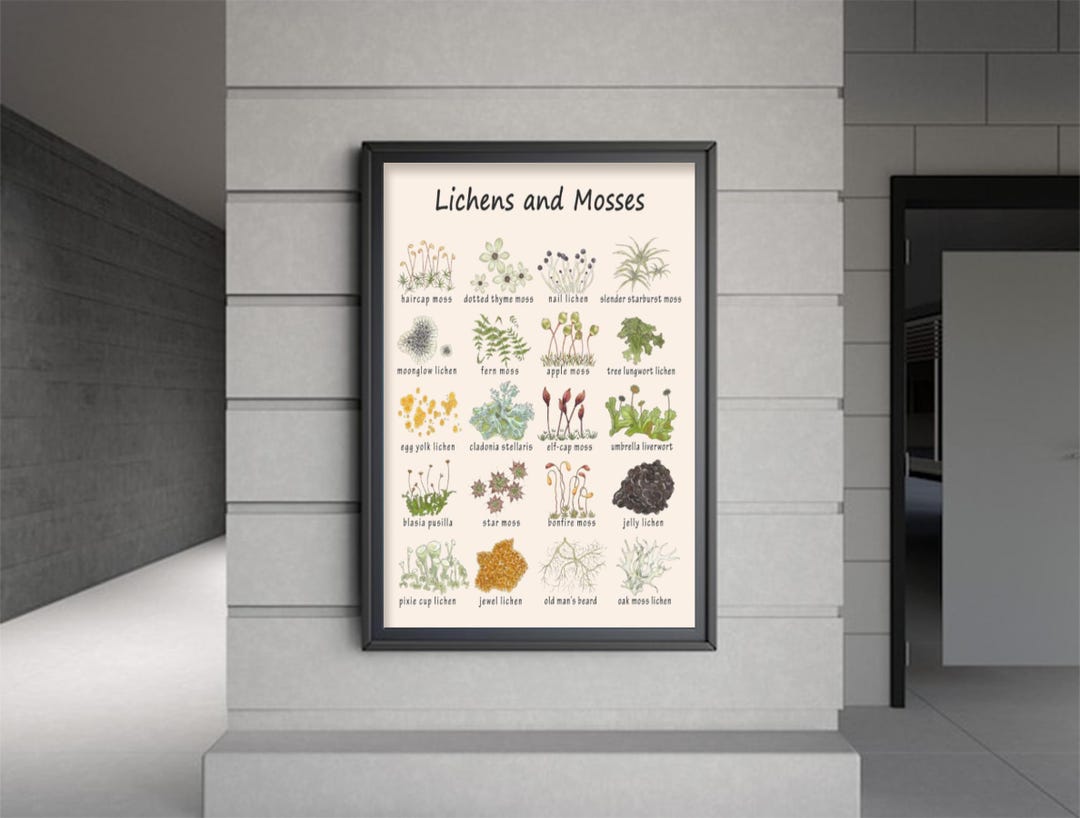 Poster Master Lichens & Mosses Poster - Educational Print - Learning ...