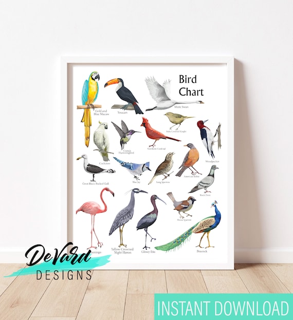 Bird Chart Decoration Instant Download Wall Art Homeschool - Etsy