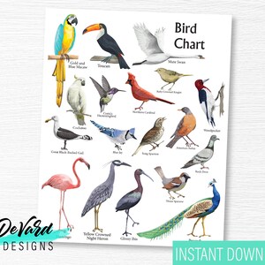 Bird Chart Decoration- Instant Download Wall Art - Homeschool Classroom ...