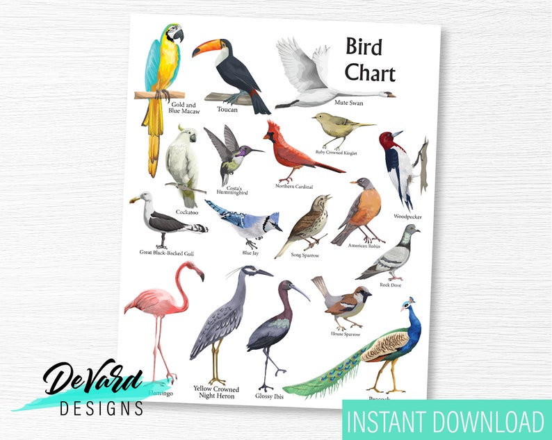 Bird Chart Decoration Instant Download Wall Art Homeschool Classroom ...