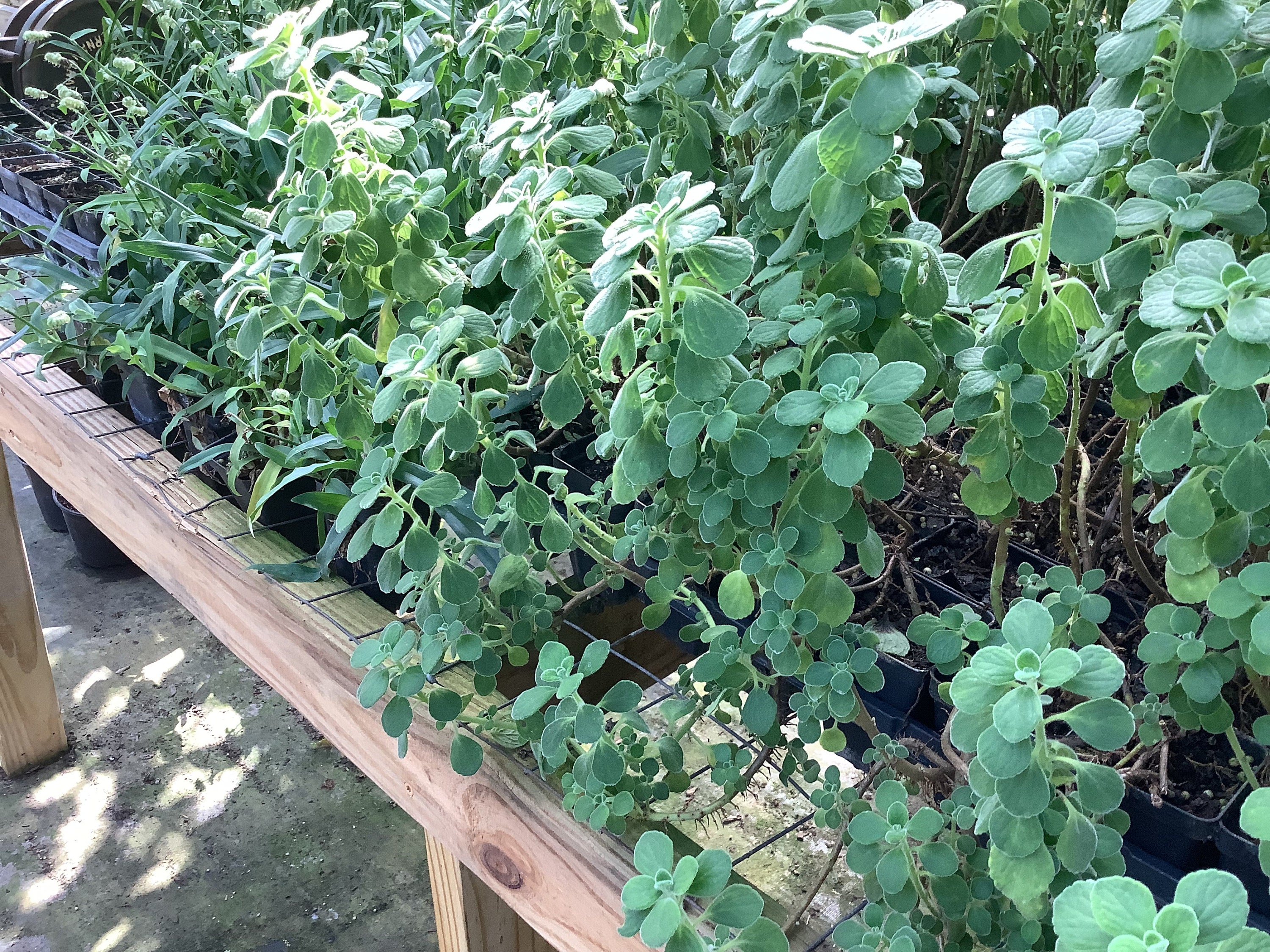 Vicks Vapor Rub Plant Plectranthus Purpuratus 1 Live Plant - Etsy