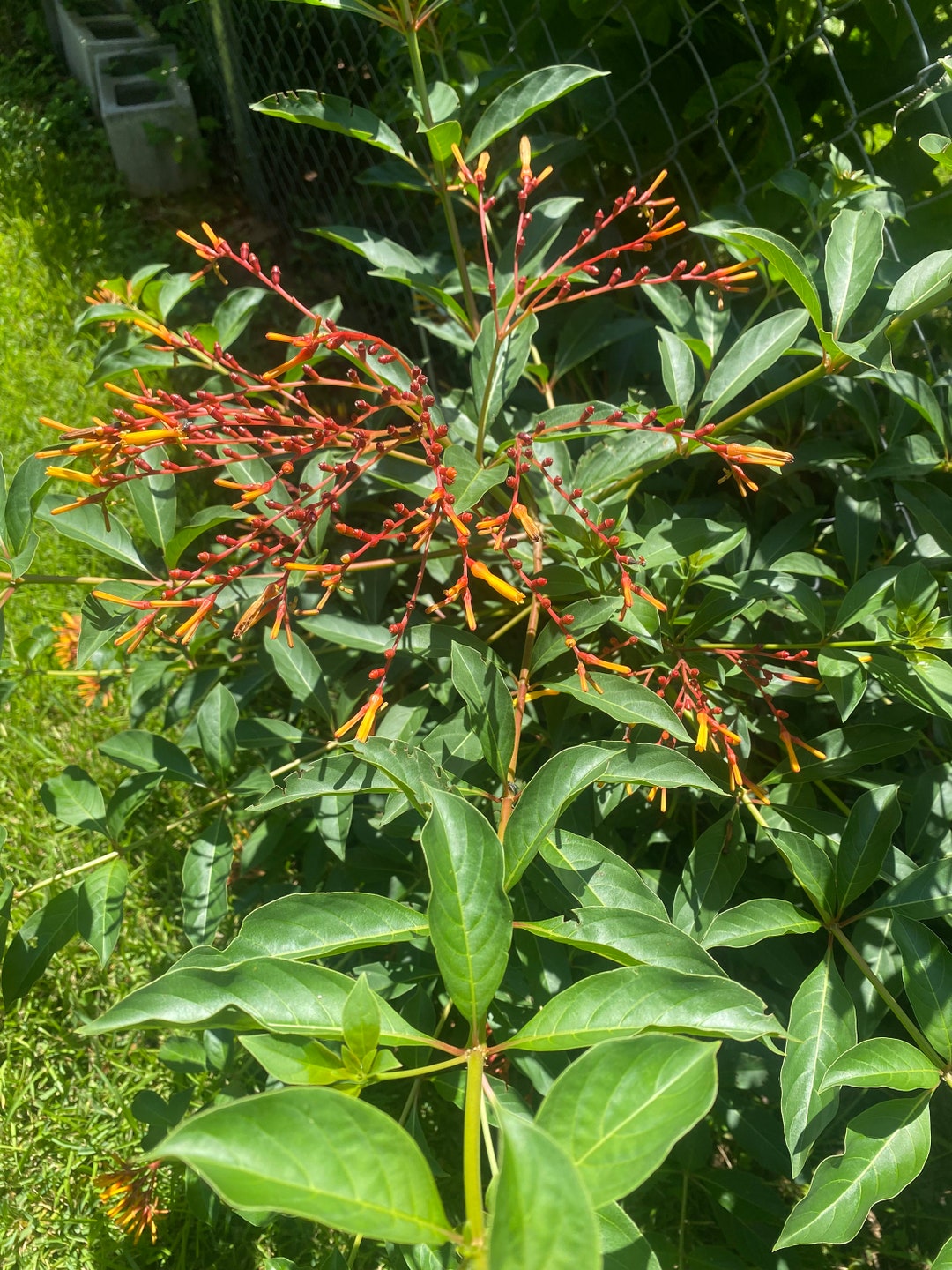 Firecracker Bush, Fire Bush, Hamelia Patens, 1 Live Plant 2.5” Pot ...