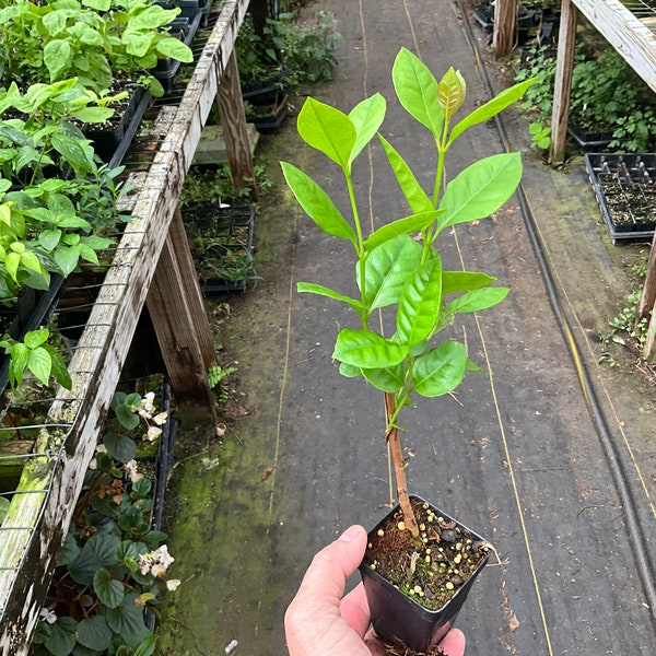 Rare Asian Fruit Tree - Etsy