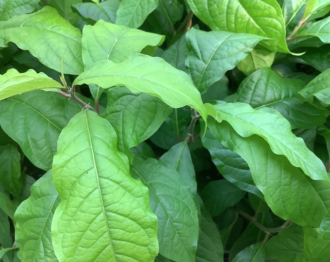 Anamu Full Plant With Roots/ Planta De Anamu Con Raiz - Etsy