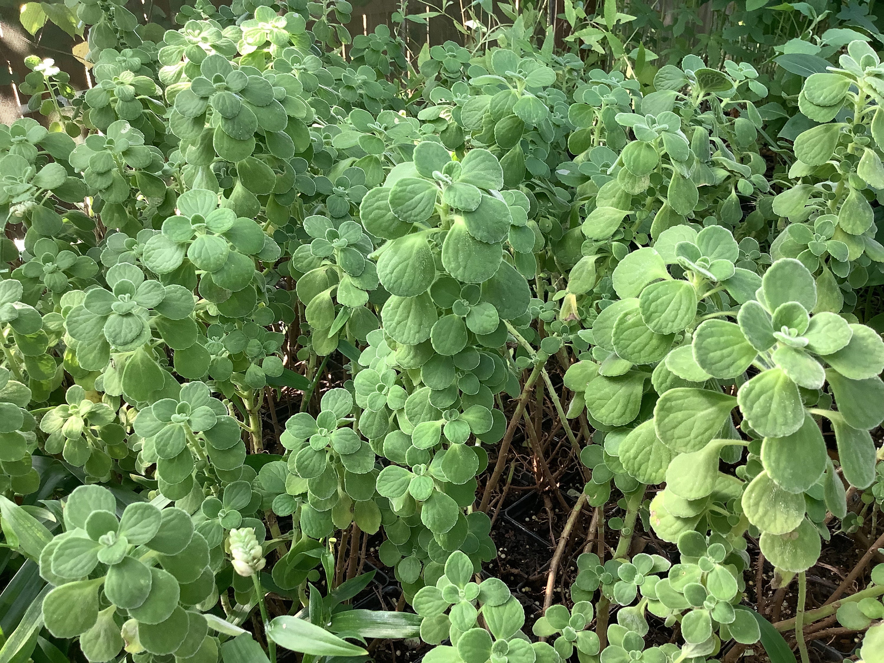 Vicks Vapor Rub Plant, Plectranthus Purpuratus, 1 Live Plant 2.5” Pot ...