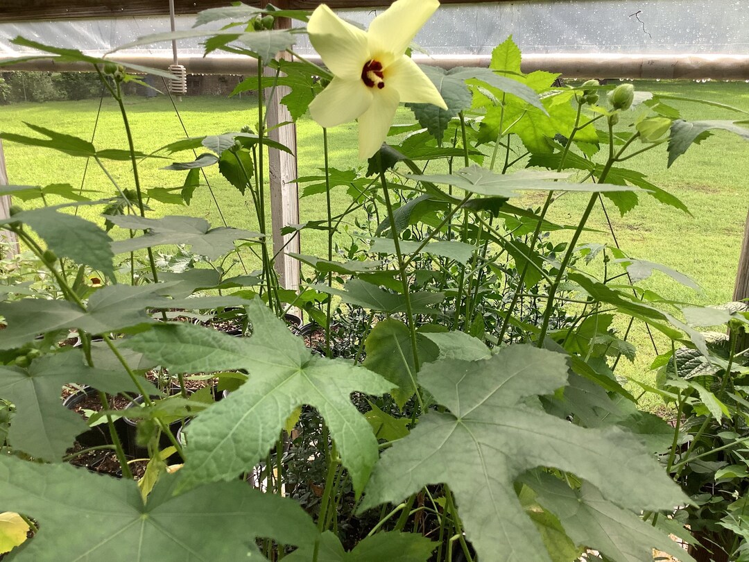 Aibika, Bele Tree, Sunset Hibiscus, Abelmoschus Manihot, 1 Live Plant 2 ...