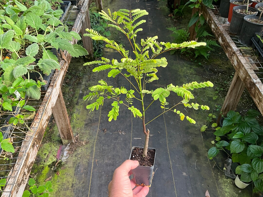 Prekese, Beef Bullion Plant, Tetrapleura Tetraptera, 1 Live Plant 2.5 ...