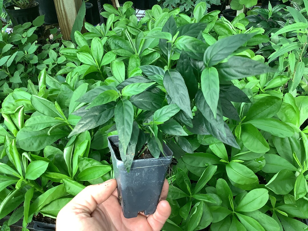 Piri Piri, Tilo, Basam, Justicia Pectorialis, 1 Live Plant 2.5 Pot ...