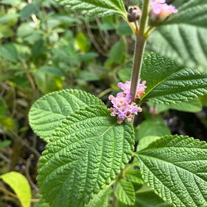 Pitiona, Oaxaca Lemon Verbena, Juanilama, Lippia Alba, 1 Live Plant 2.5 ...