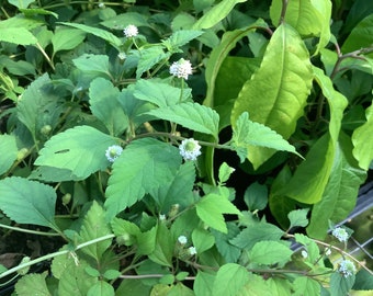 Aztec Sweet Herb Lippia Dulcis Plant - Etsy