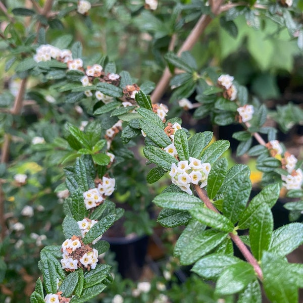 Pineapple Plant Pot - Etsy