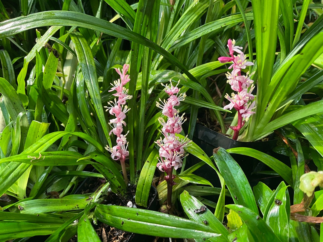 2 Live Plants, Lucky Grass, Rieneckea Carnea, 2 Live Plants 2.5” Pot ...